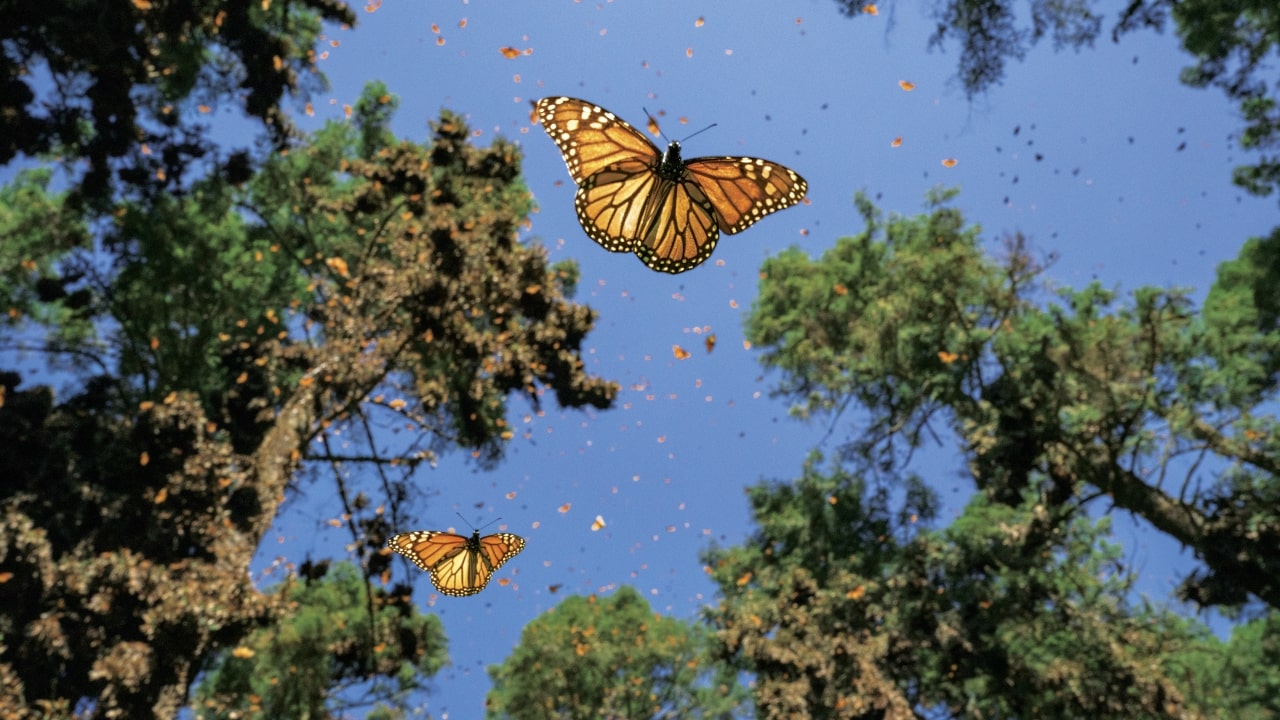 National Geographic Live: Jaime Rojo “Chasing Monarchs” | The Smith ...