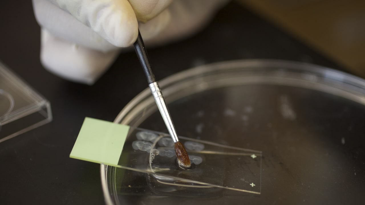 National Geographic Live: Steve Ramirez "Untangling the Mind" | The ...