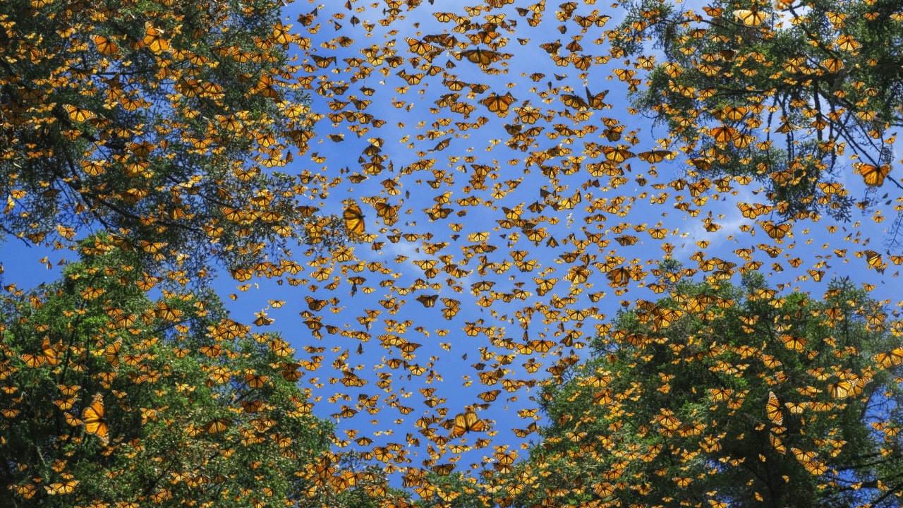 National Geographic Live: Jaime Rojo “Chasing Monarchs” | The Smith ...
